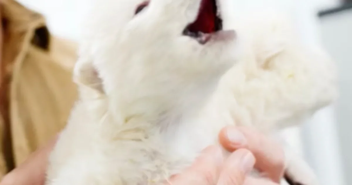 Scientists Say They Revived Dire Wolf Through Biotech Company’s De-extinction Process | Columbia ...