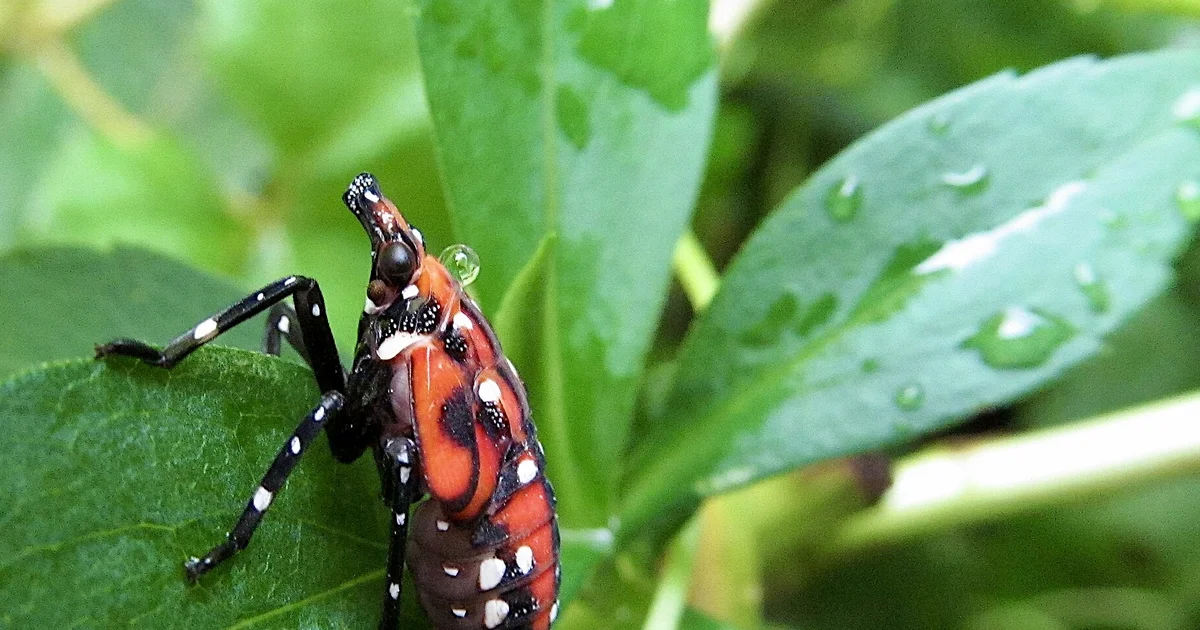 Stopping the Stomp: Reconsidering the Campaign Against the Spotted ...